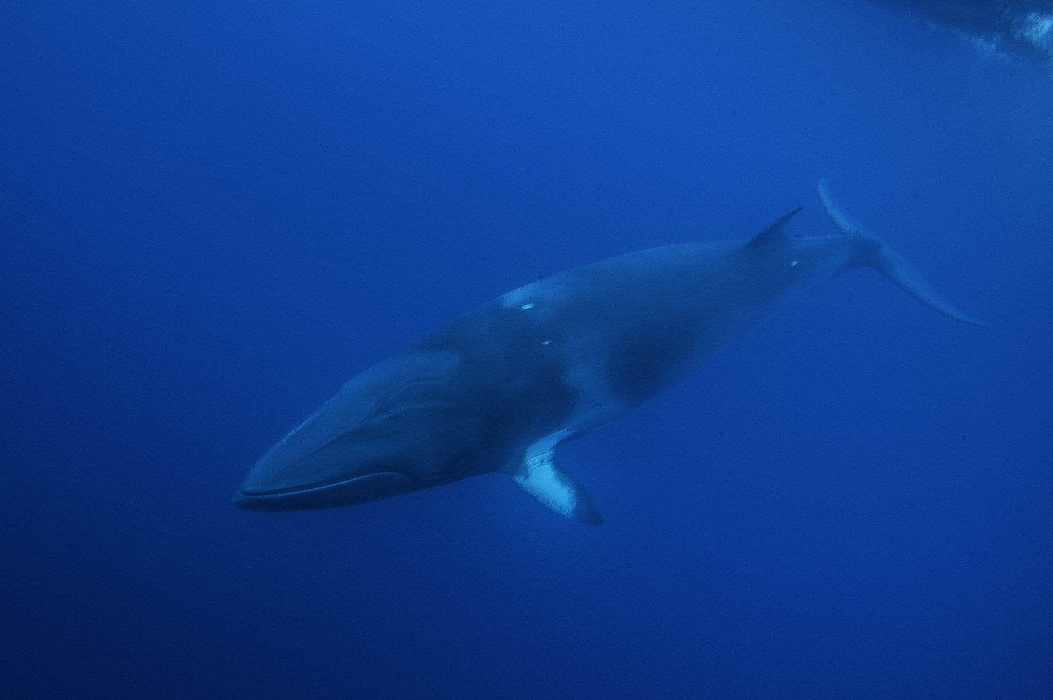 Swimming with Dwarf Minke Whales - Dive in Australia
