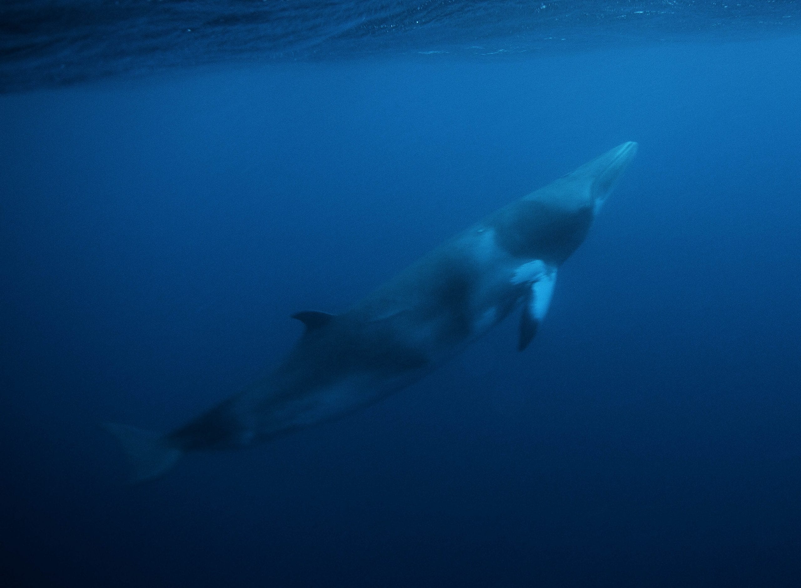 Experience the unforgettable - swimming with Dwarf Minke Whales - Dive ...