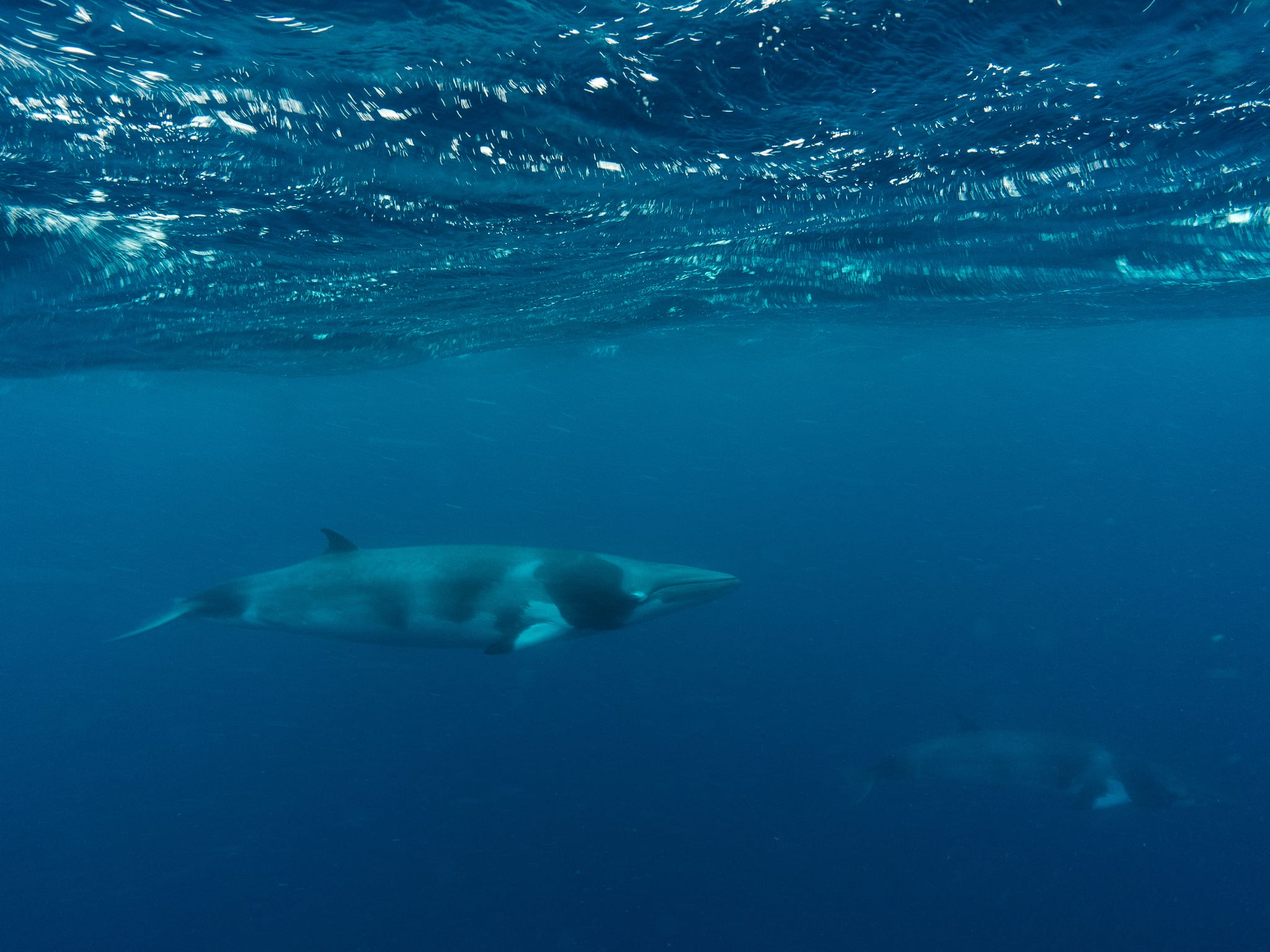 Swimming with Dwarf Minke Whales - Dive in Australia