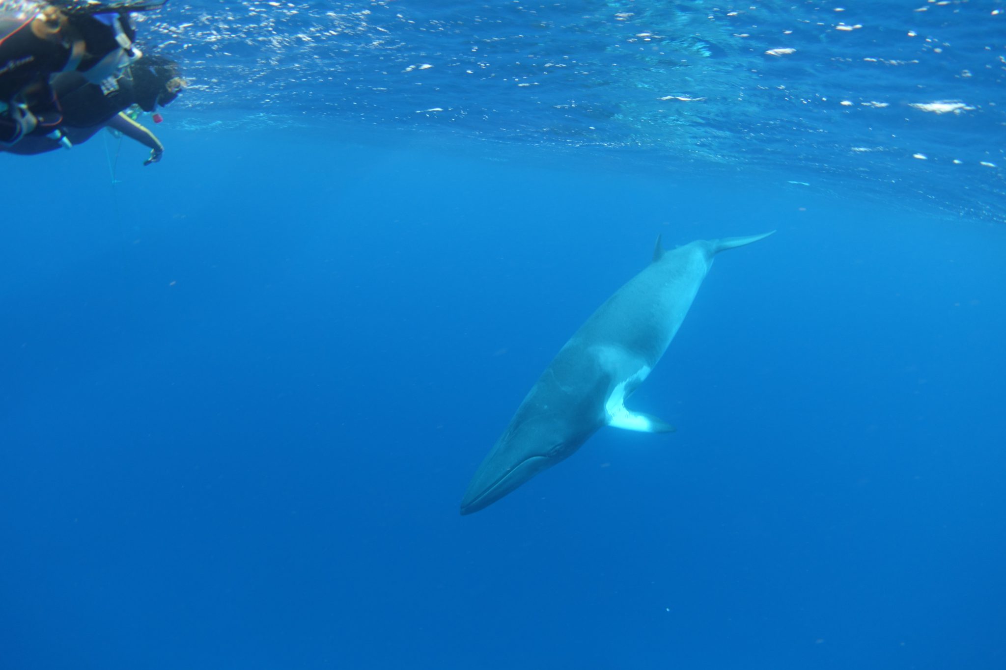 Swimming with Dwarf Minke Whales - Dive in Australia