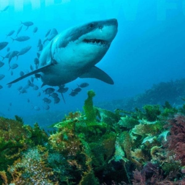 Great White Shark Experiences - Dive in Australia