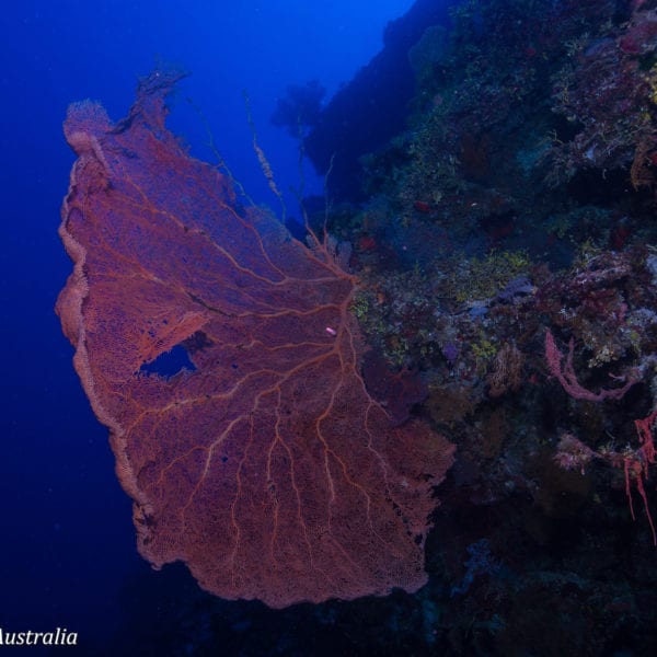 Why Australia's Coral Sea - the Crown Jewel of Liveaboard Diving - Dive ...