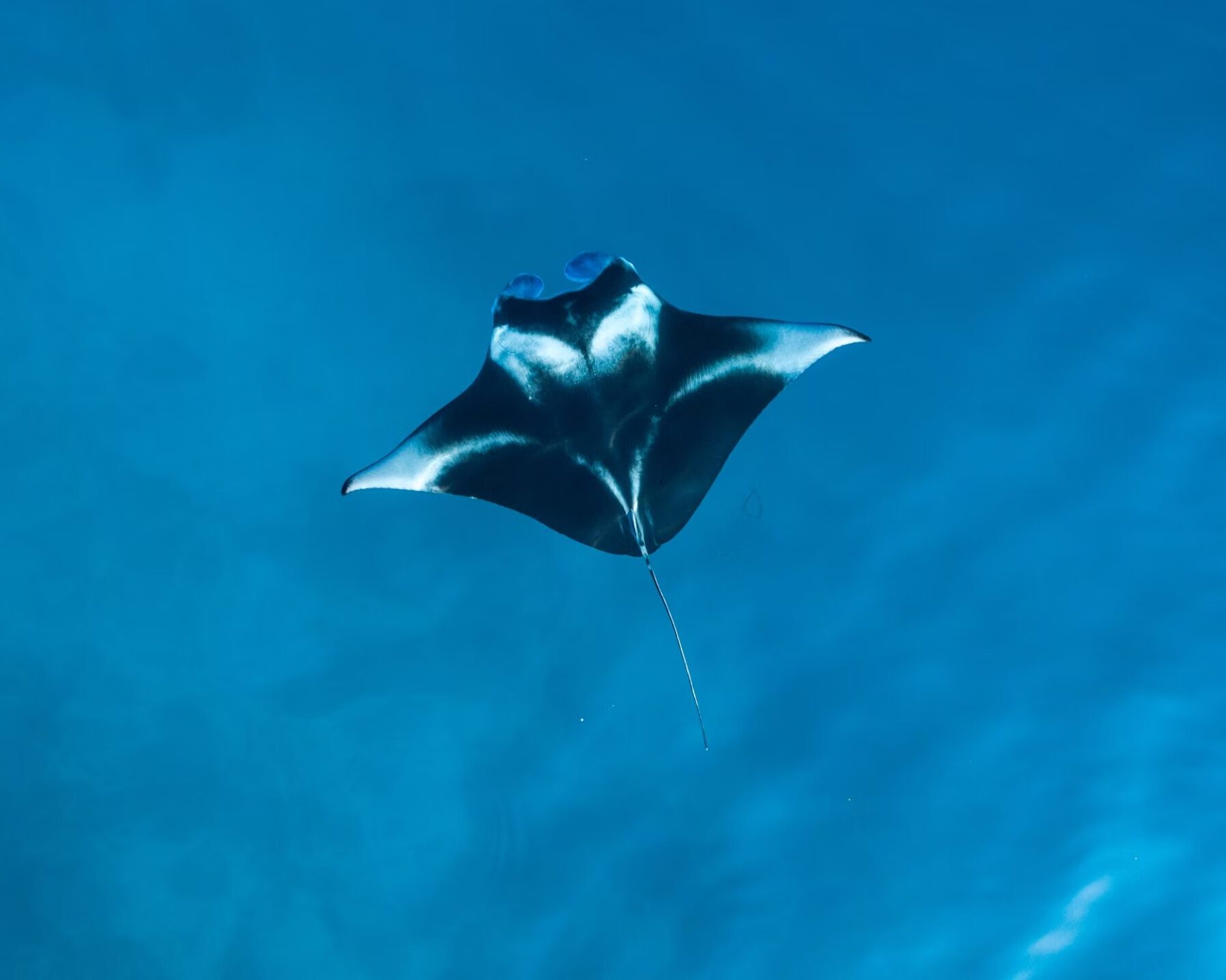 Majestic Manta Rays of Australia: Facts, Threats & Top Dive Spots