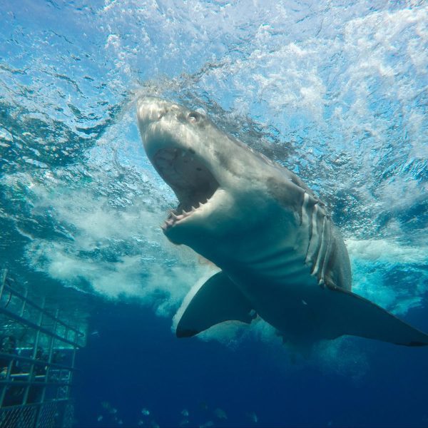 Great White Shark Experiences - Dive in Australia