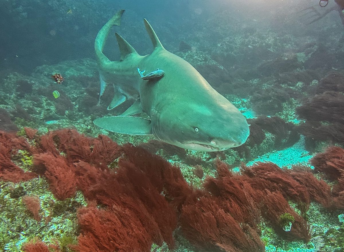 Grey Nurse Shark